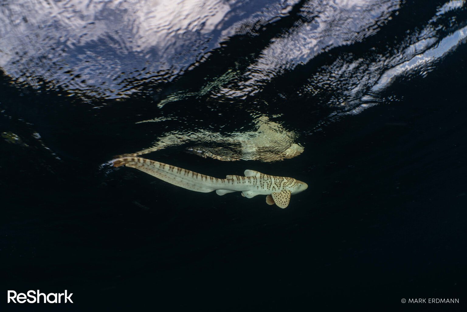 Bird's Head Seascape StAR project successfully completes first 2024 ...