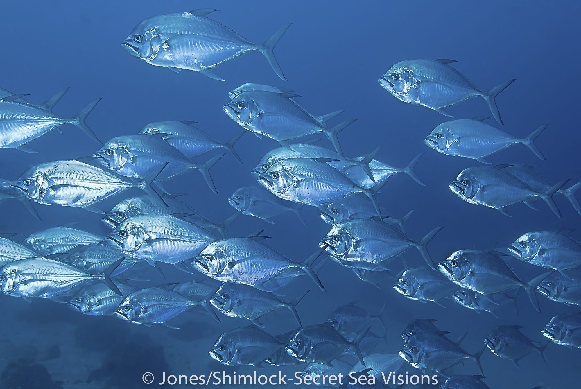 Bird's Head Seascape Homepage - Bird's Head Seascape