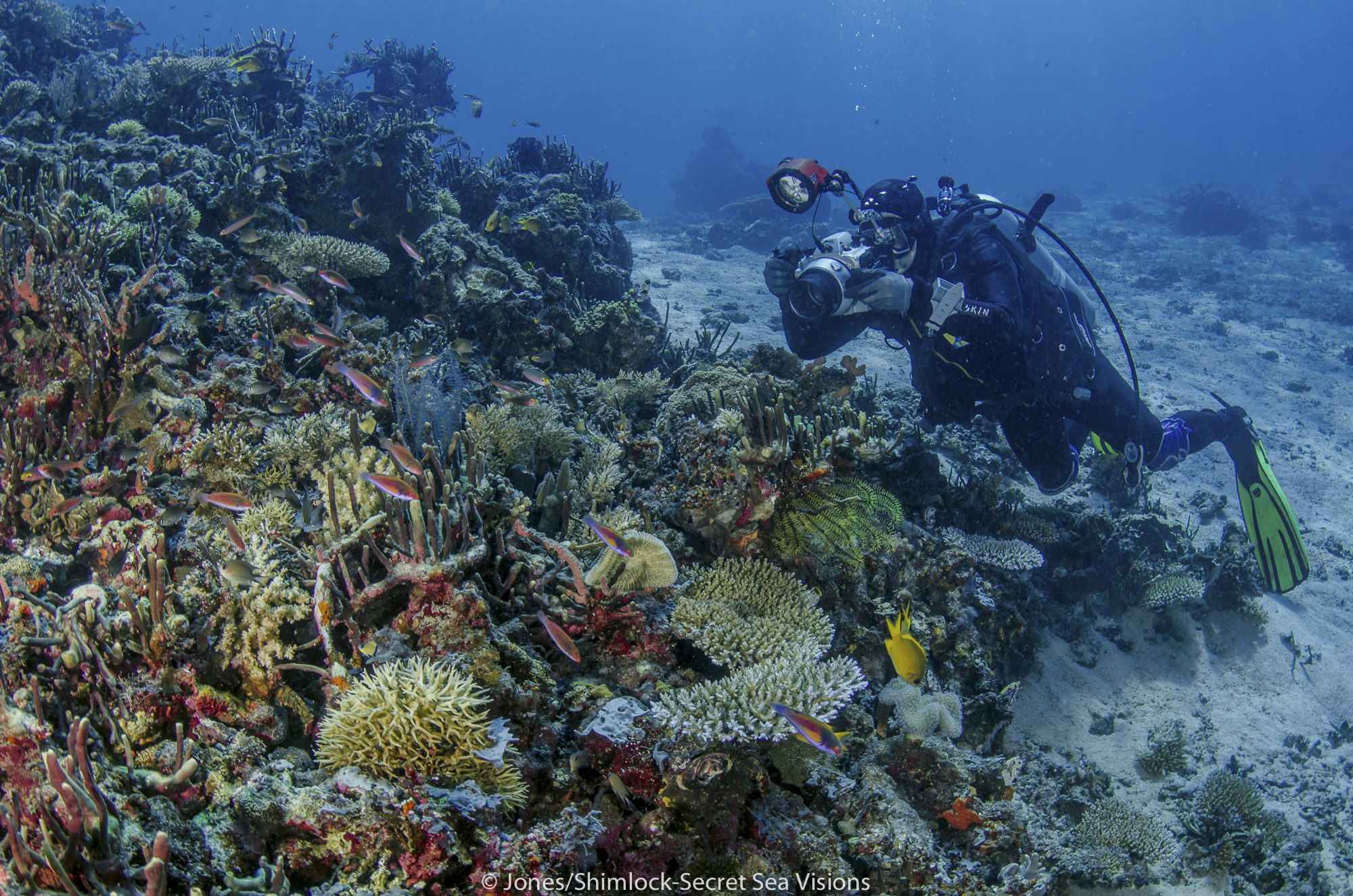 Bird's Head Seascape The Art of Describing a New Species of Fish by Dr ...
