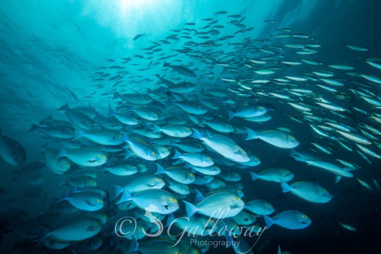 Bird's Head Seascape First Visit to Triton Bay: Part 1; the BIG Picture ...