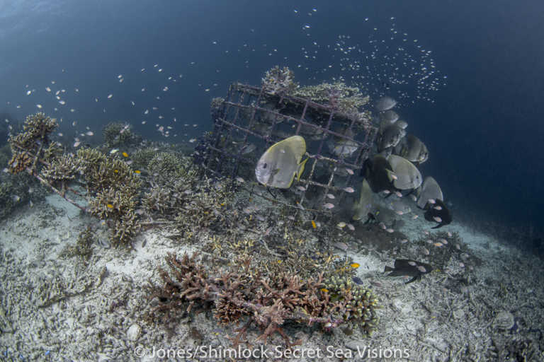 Bird's Head Seascape Meet Sophie Azam, Papua Explorers' new SEA Centre ...