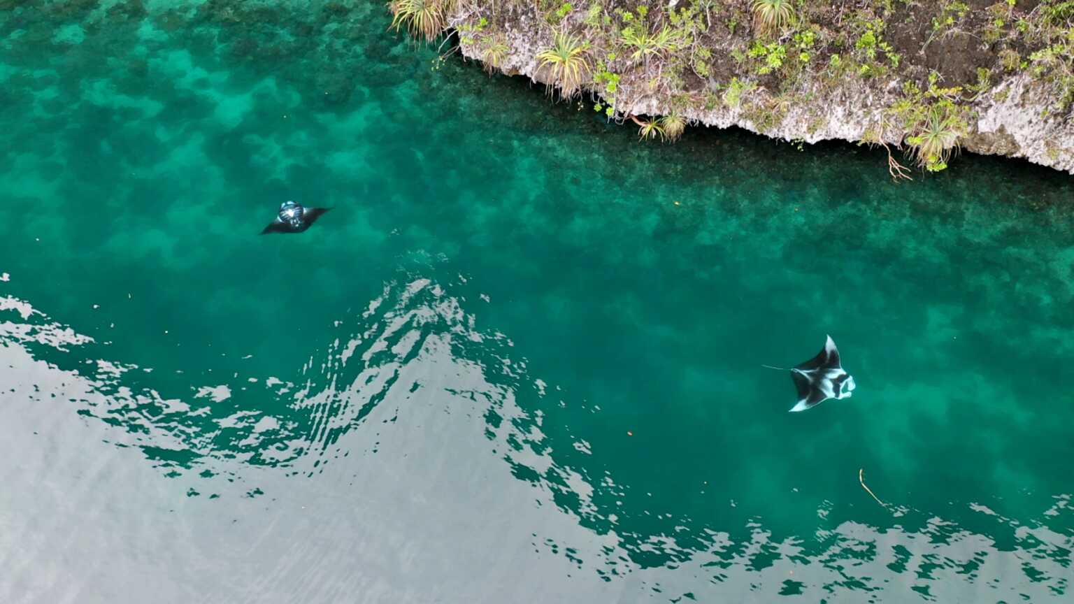 Bird's Head Seascape Indonesian Scientists Uncover World’s First ...