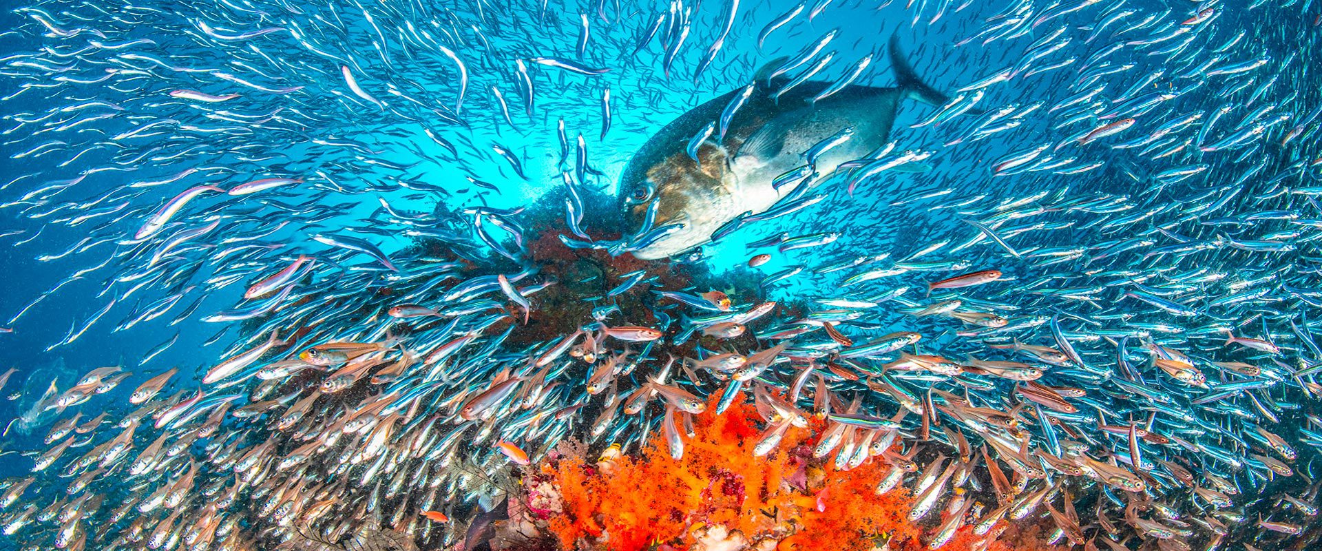 Bird's Head Seascape 100 Dives in Raja, Part 2 (liveaboard based) by ...