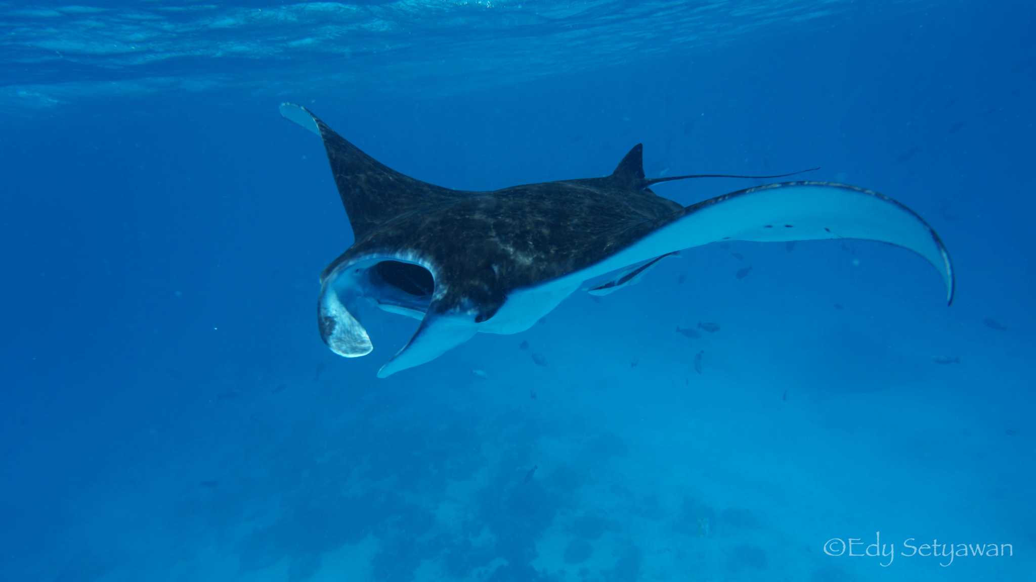 Bird's Head Seascape Important manta ray habitat discovered in Raja ...