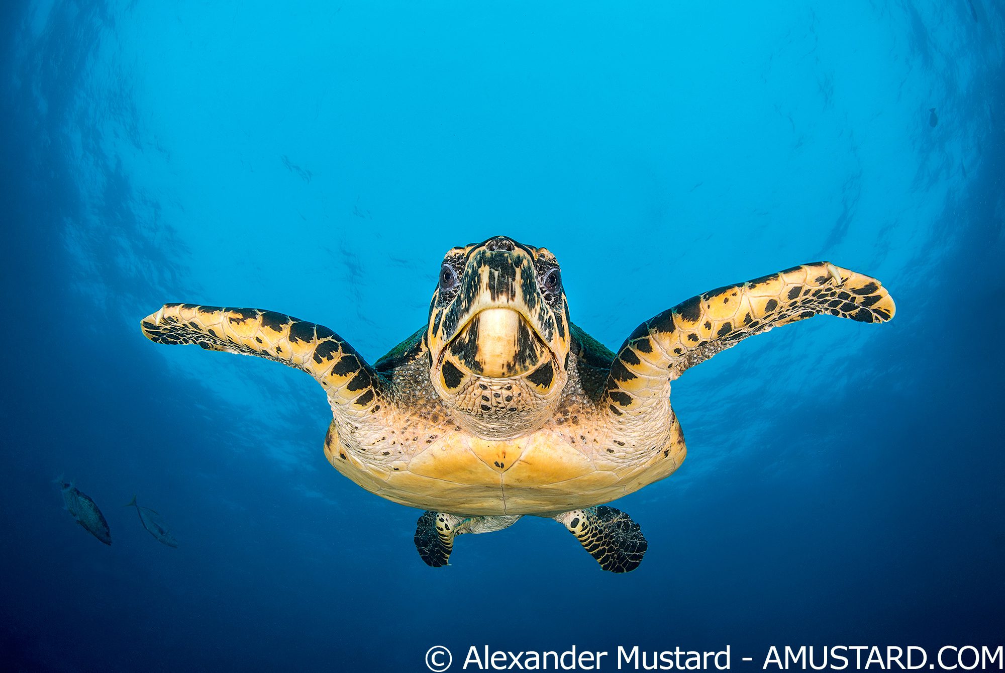 Bird's Head Seascape Alex Mustard - Bird's Head Seascape