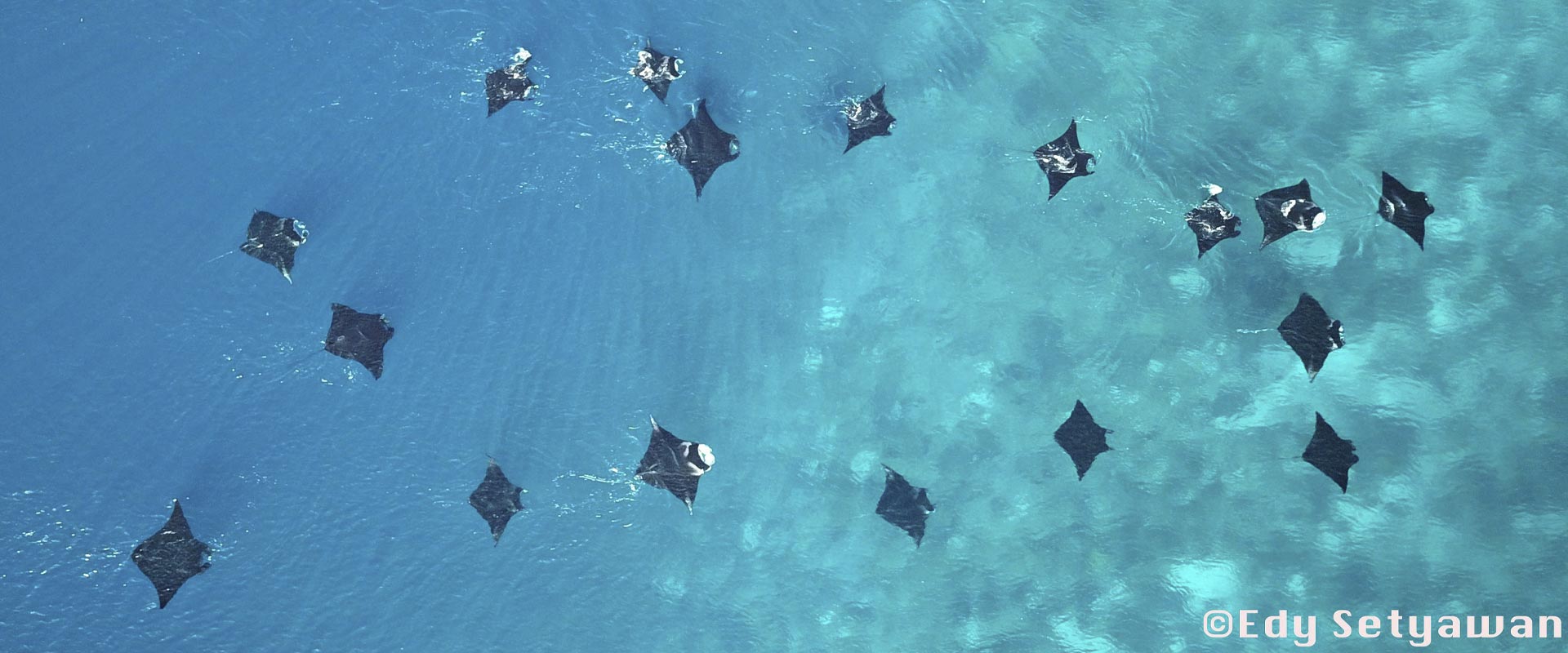 Bird's Head Seascape Manta Ray Management Workshop by Allan Fredrik ...
