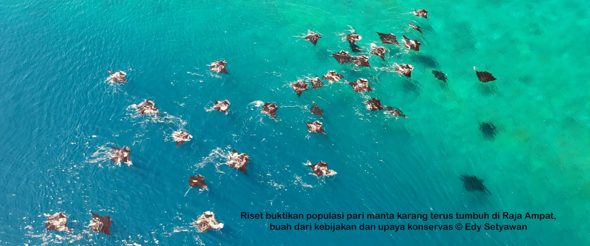 Bird's Head Seascape Riset Buktikan Populasi Pari Manta Karang Terus ...