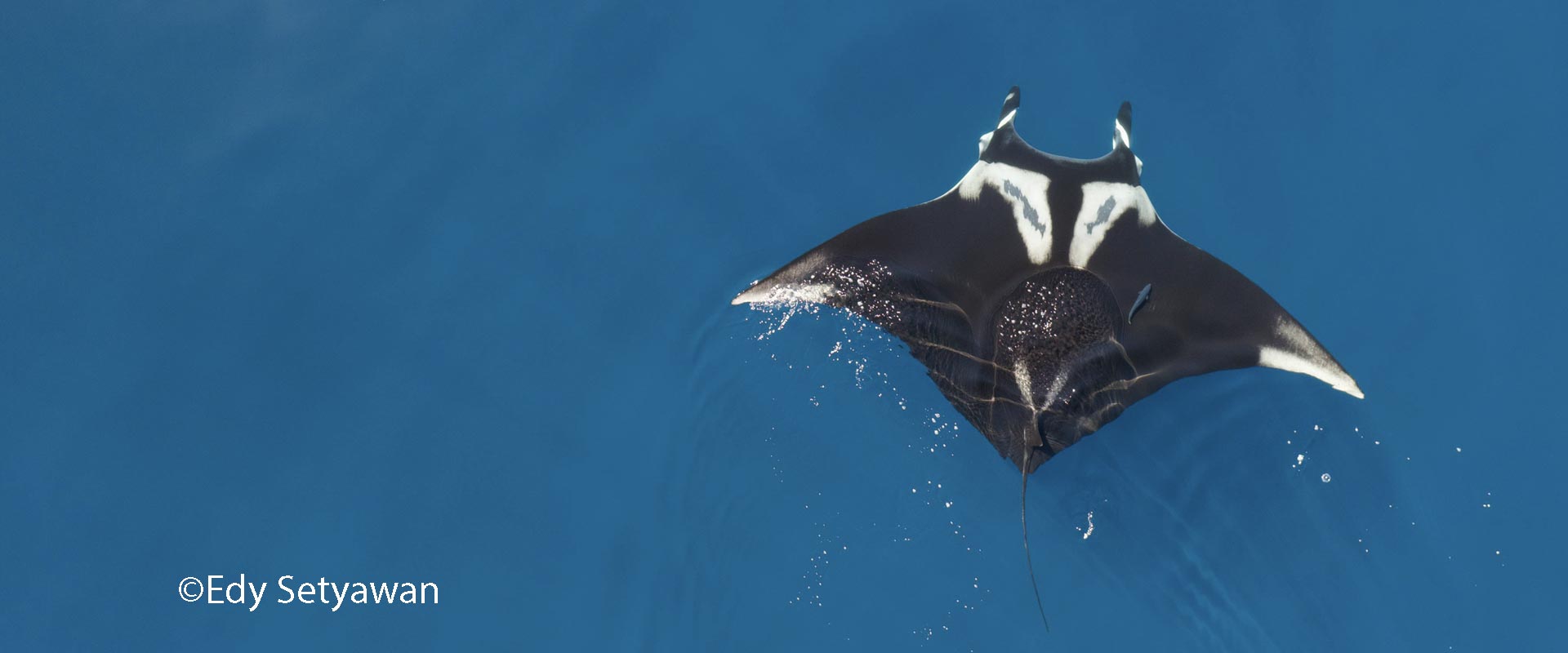 Birds Head Seascape Insights Into The Visitations Of Oceanic Manta Rays At Cleaning Stations On