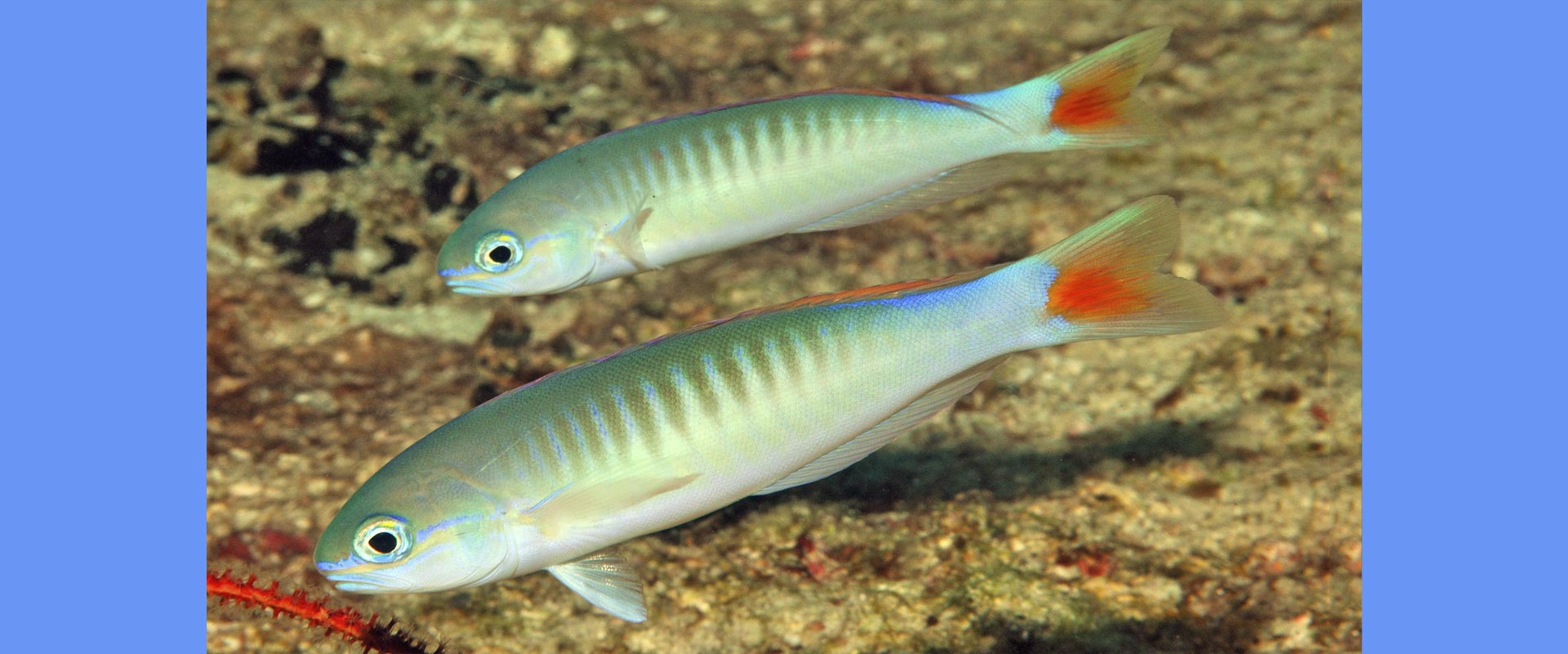 Bird's Head Seascape Endemic Fish of the Bird's Head Seascape by Drs ...