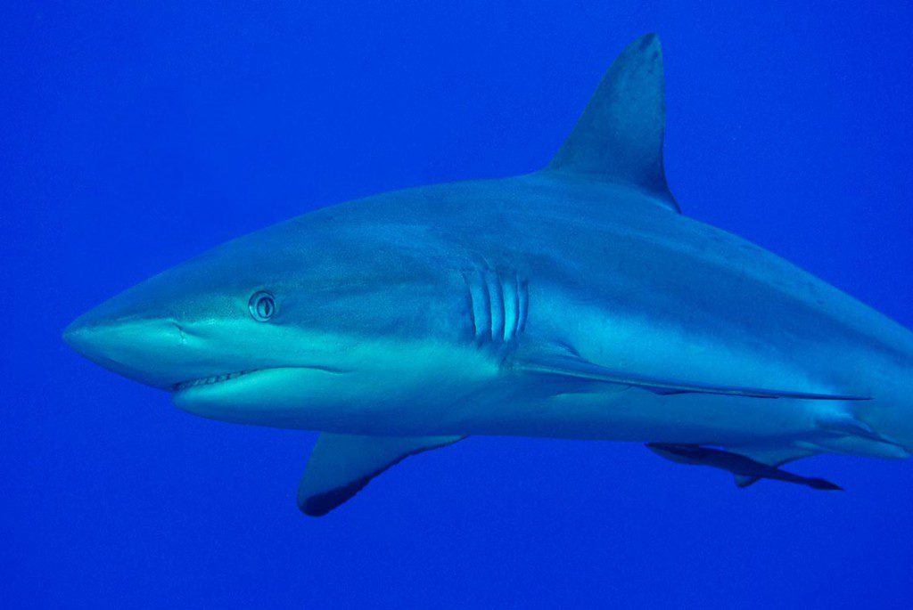 Bird's Head Seascape Grey Reef Shark (Carcharhinus amblyrhynchos), @Boo ...