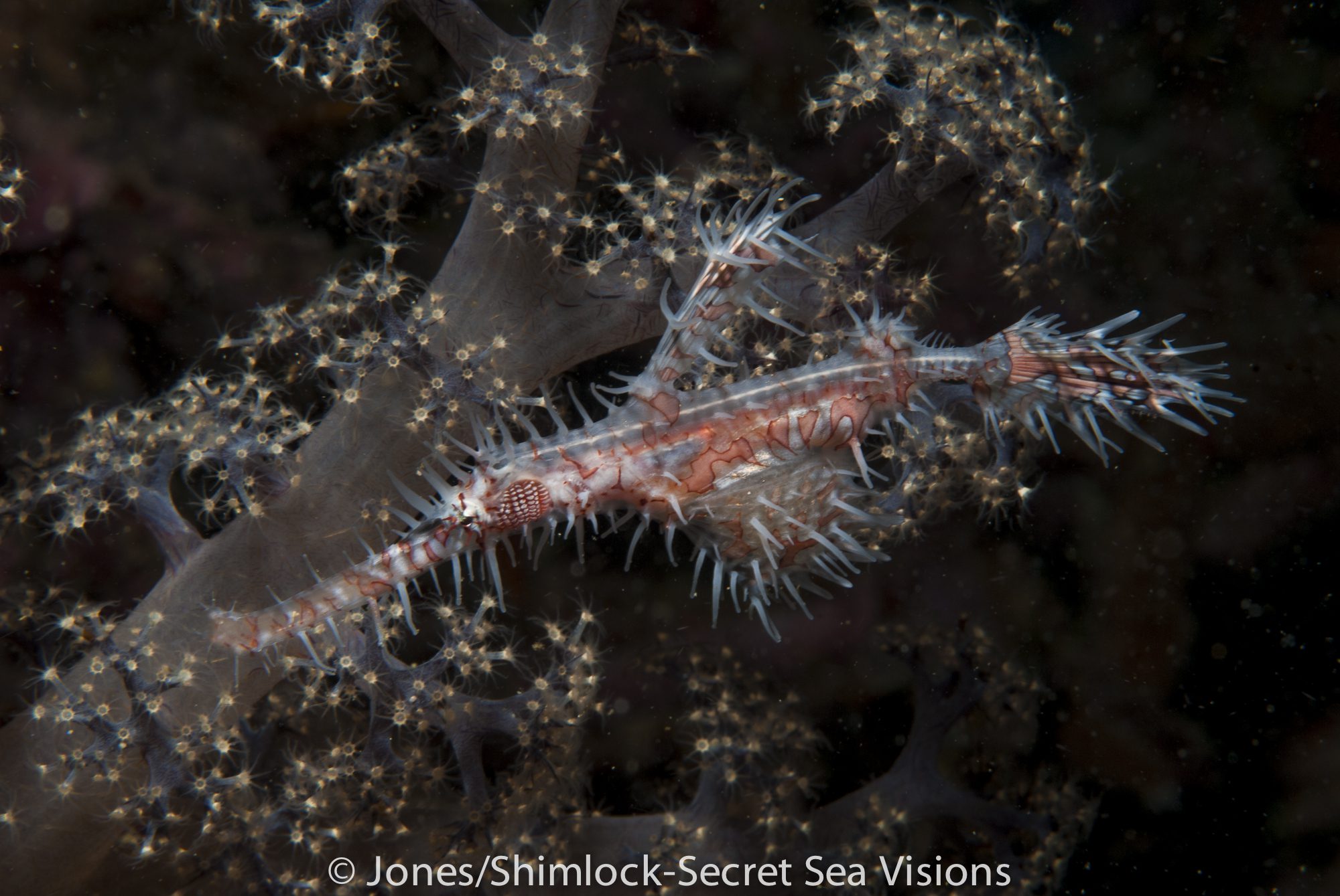 Bird's Head Seascape Homepage - Bird's Head Seascape