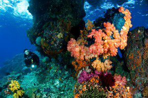 Bird's Head Seascape Technicolor Dreams Fully Realized-Balbulol to ...