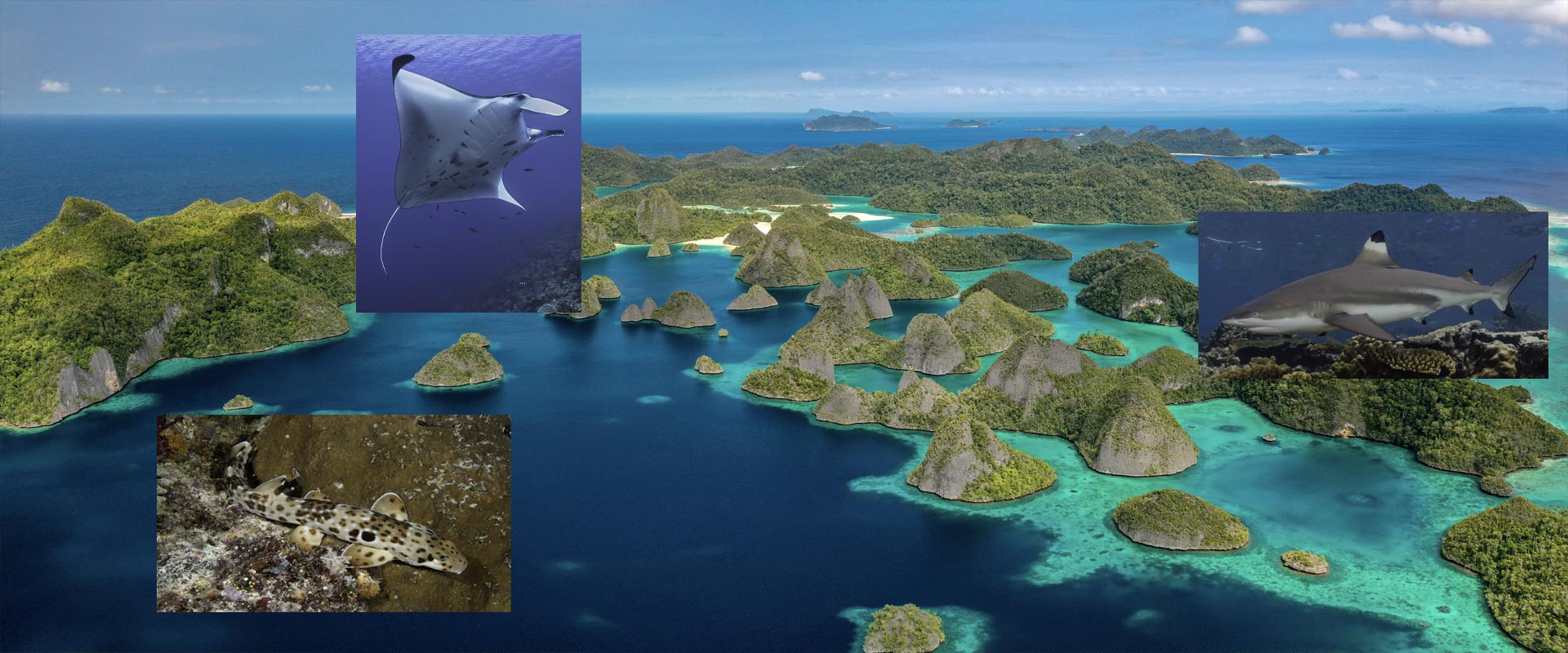 Bird's Head Seascape Important Shark And Ray Areas In Indonesia: The ...