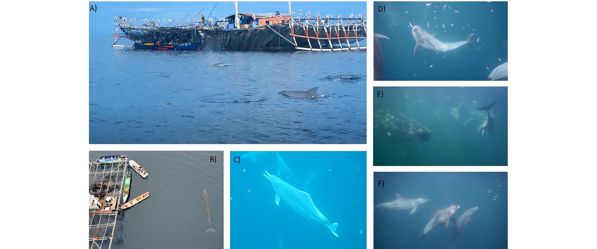 Bird's Head Seascape Insights into cetacean sightings, abundance, and ...