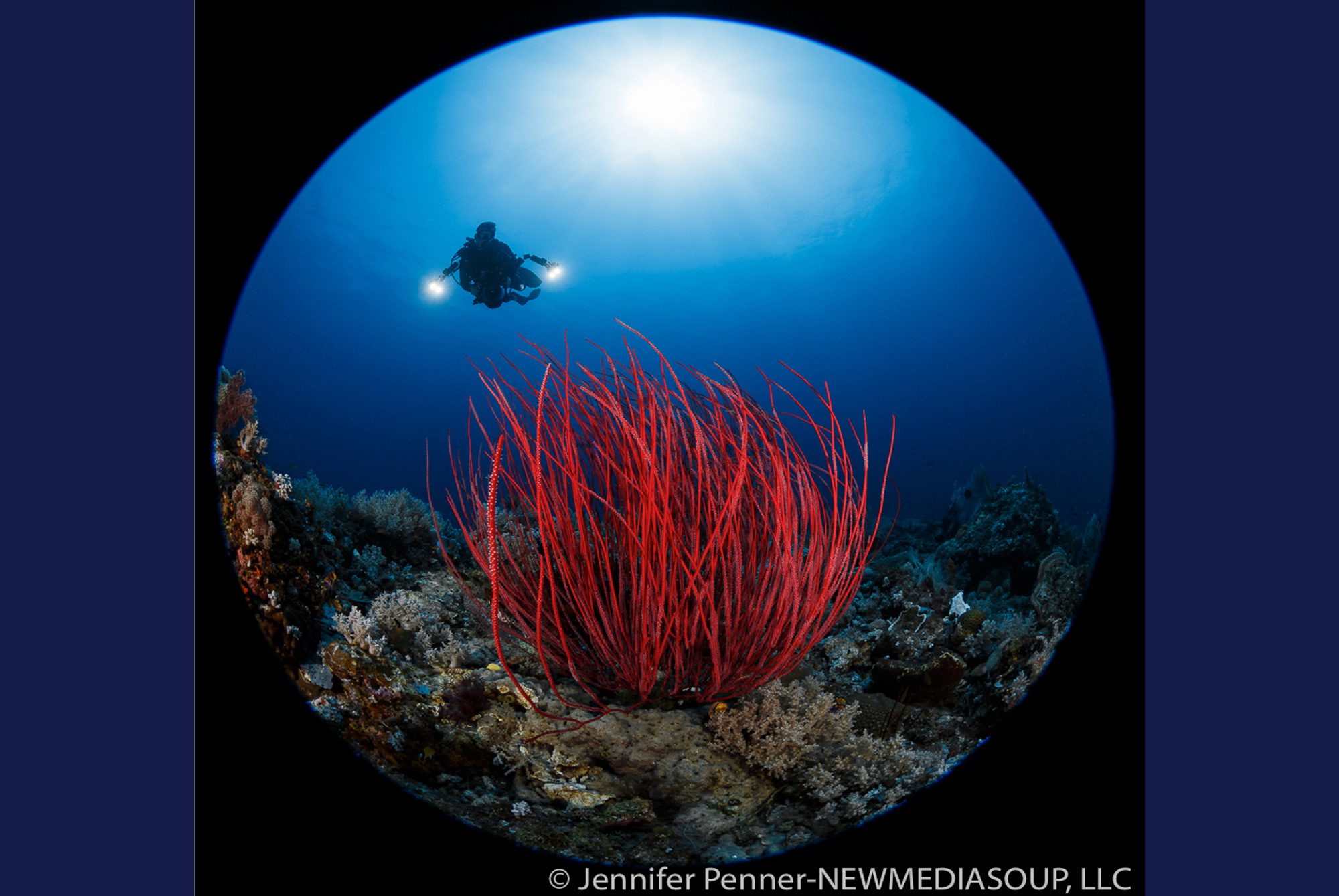 Bird's Head Seascape Jennifer Penner - Bird's Head Seascape