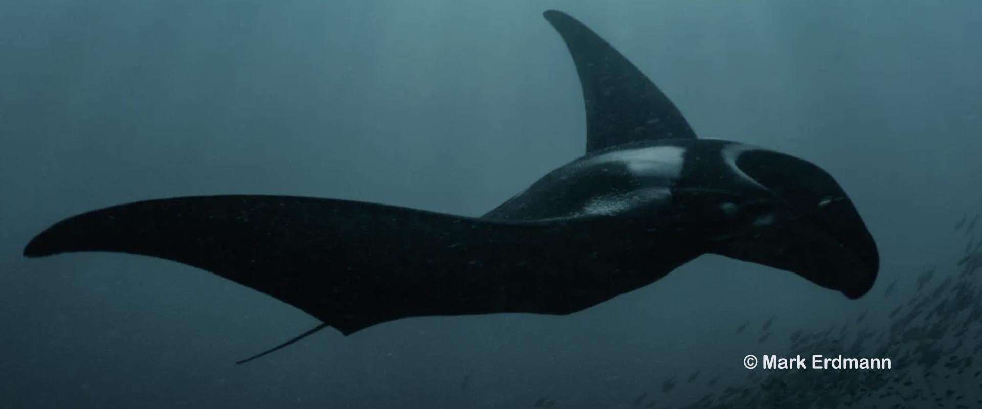 Bird's Head Seascape Study: Aerial drones capture manta ray behaviors ...