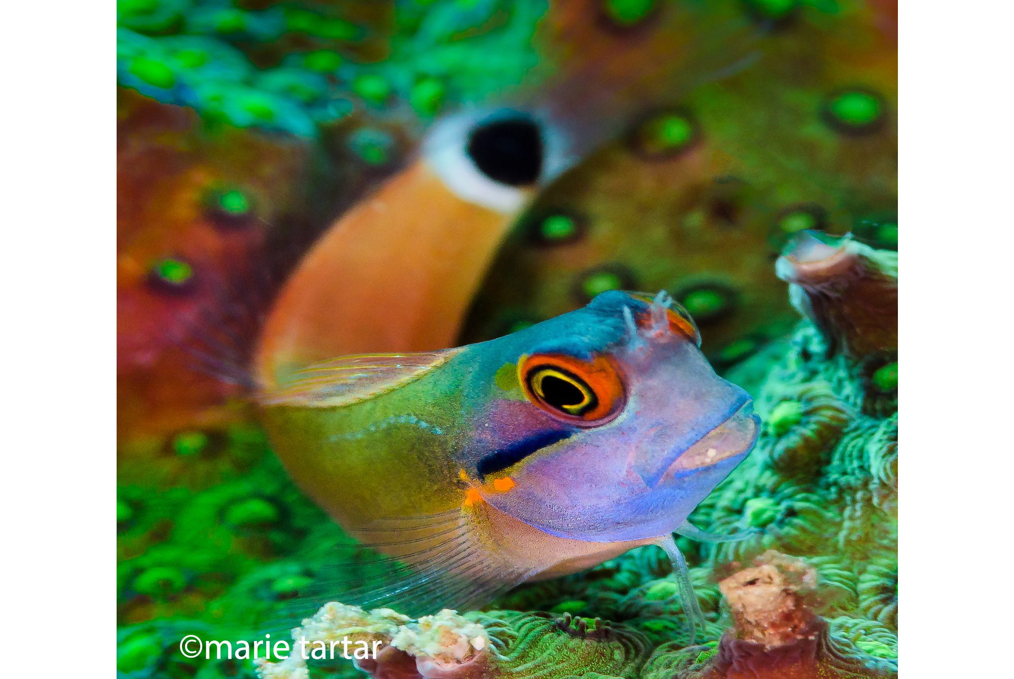 Bird's Head Seascape Marie Tartar - Bird's Head Seascape