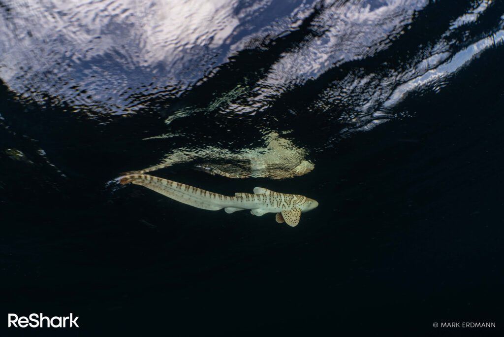 Bird's Head Seascape Rewilding Coral Reefs by Mark Erdmann - Bird's ...