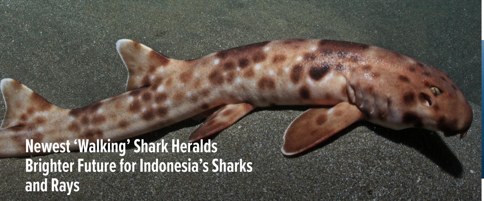 Bird's Head Seascape Newest ‘Walking’ Shark Heralds Brighter Future for ...