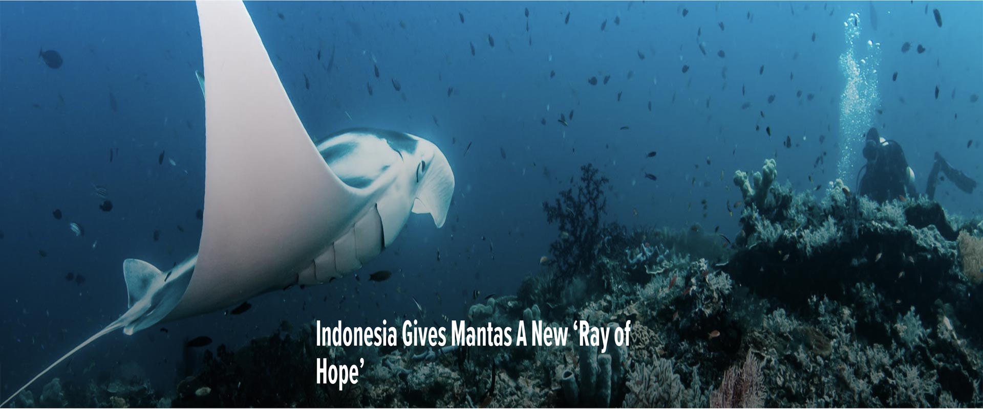 Bird's Head Seascape Indonesia Gives Mantas A New ‘Ray of Hope’ by Mark ...