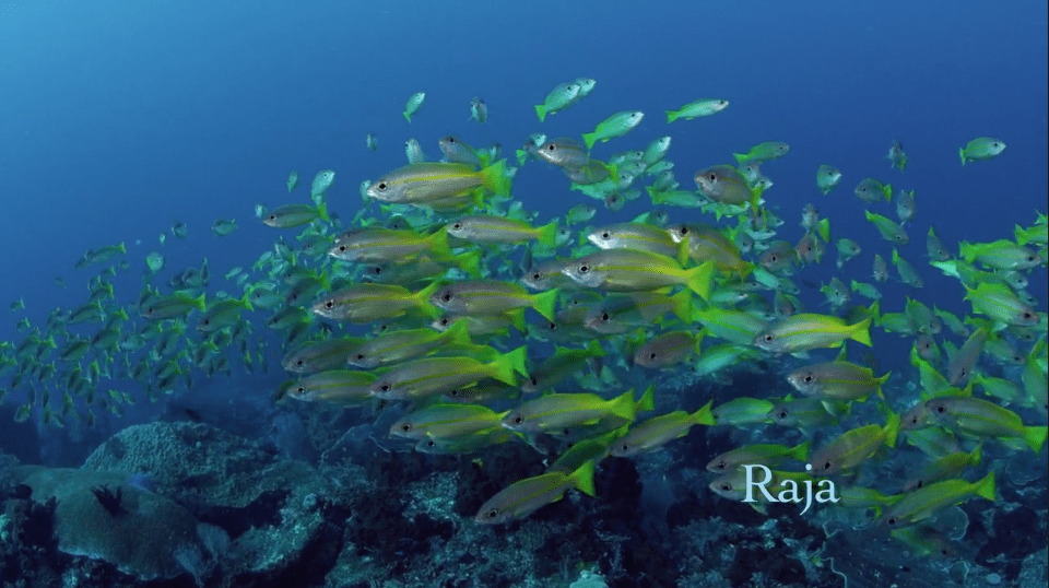 Bird's Head Seascape Howard Hall - "Raja" - Bird's Head Seascape
