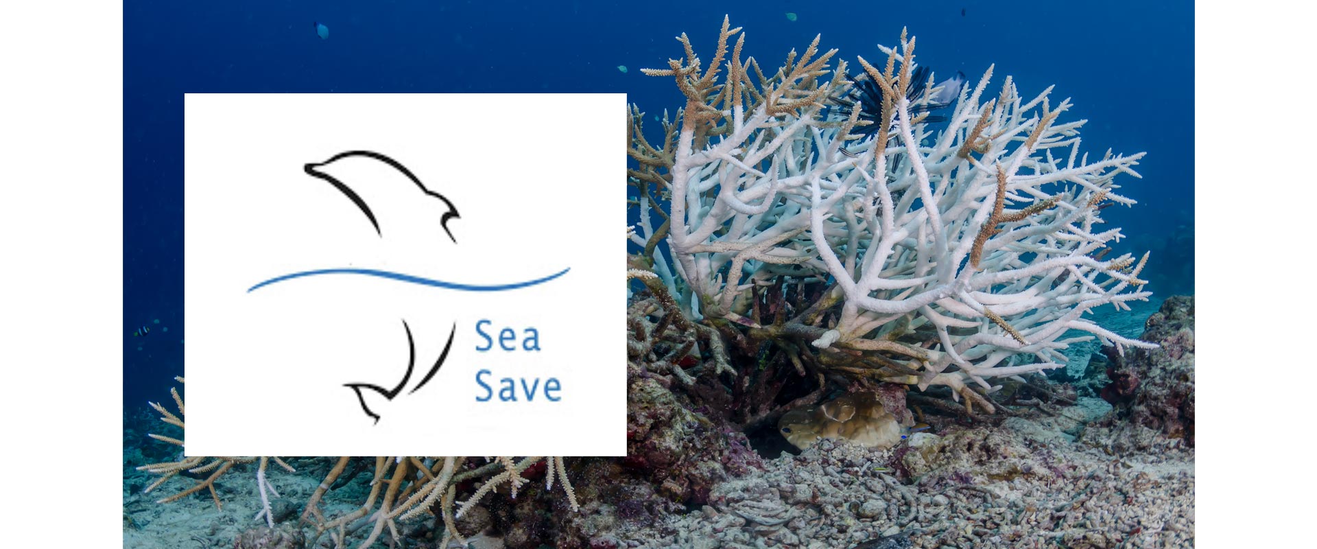 Bird's Head Seascape Sea Save Foundation and the Worldwide Coral ...