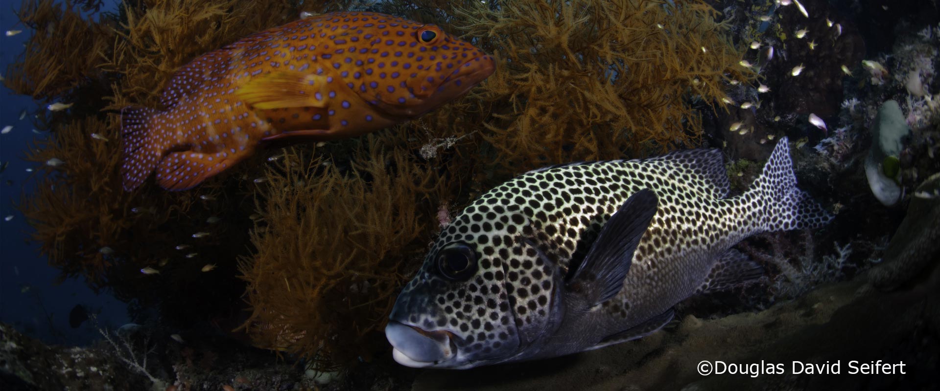 Bird's Head Seascape Saving the Last Great Reefs by Douglas Seifert ...