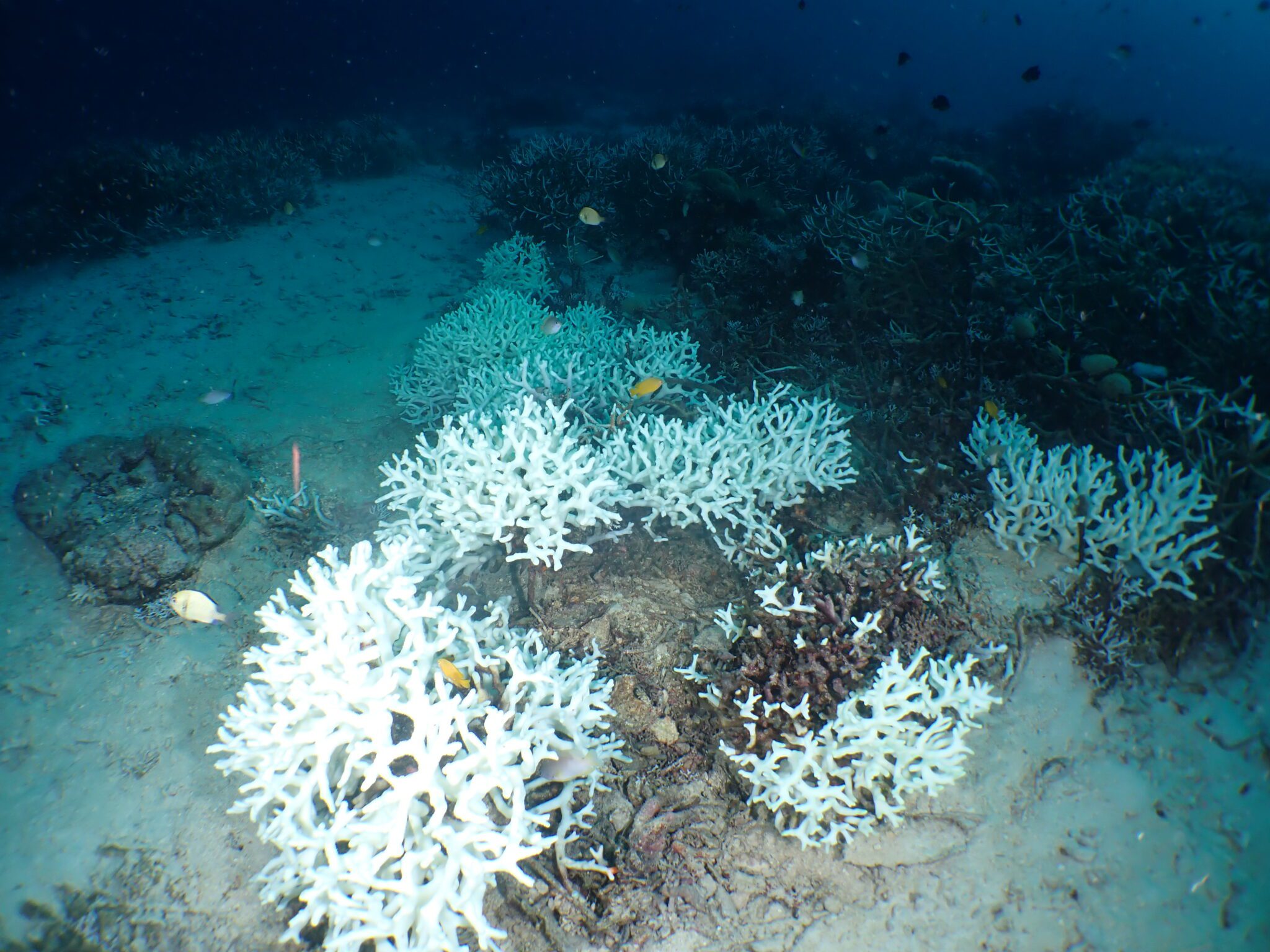 Bird's Head Seascape Warming Waters Trigger Coral Bleaching in areas of ...