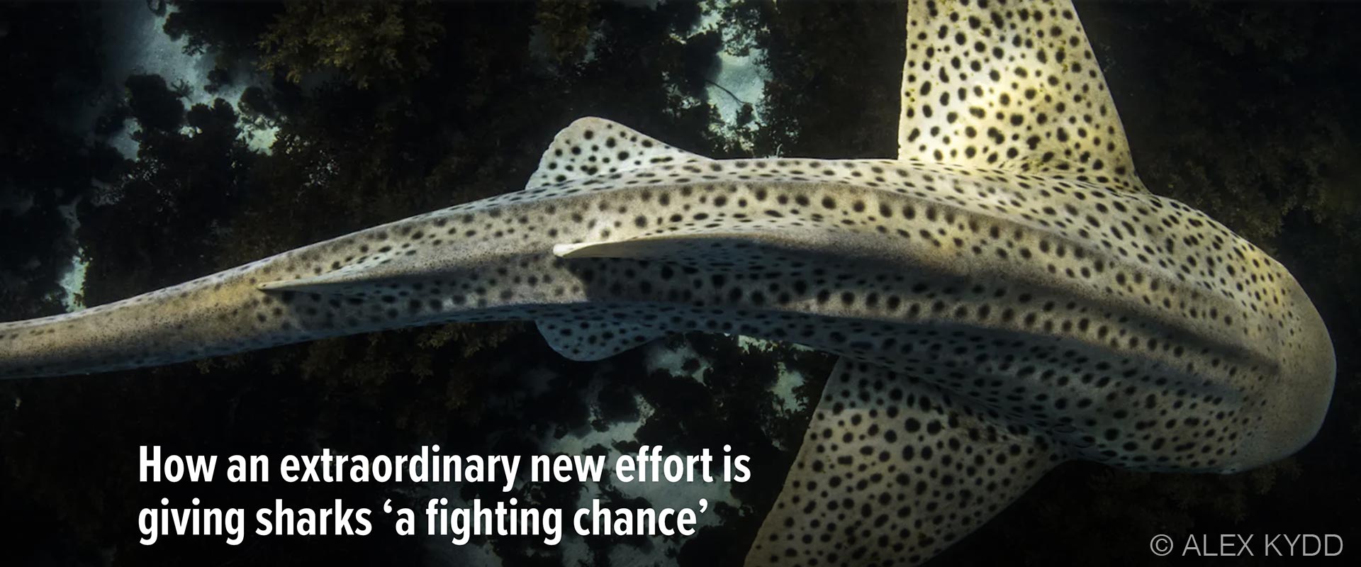 Bird's Head Seascape How an extraordinary new effort is giving sharks ...